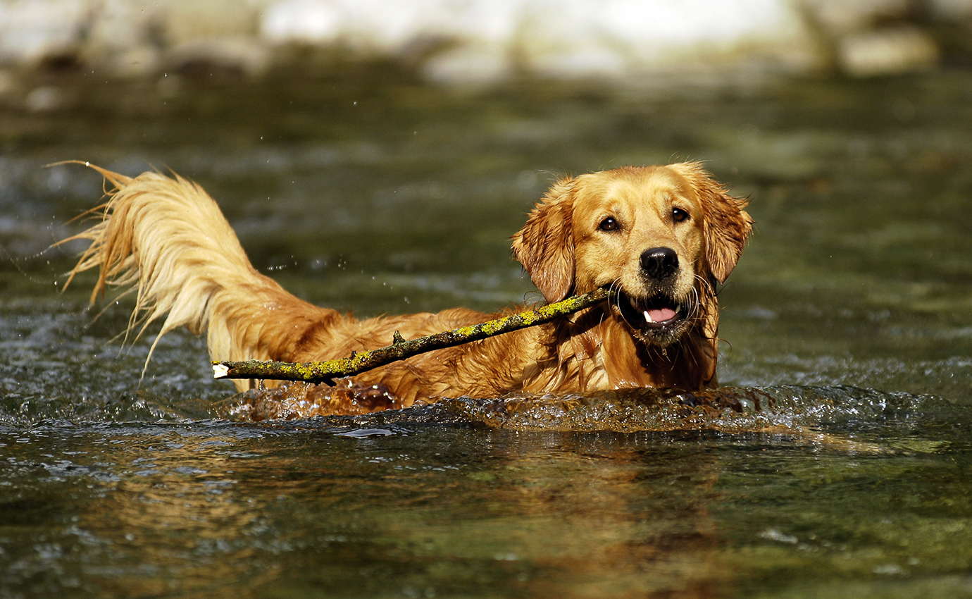 Retriever Club Schweiz — Français